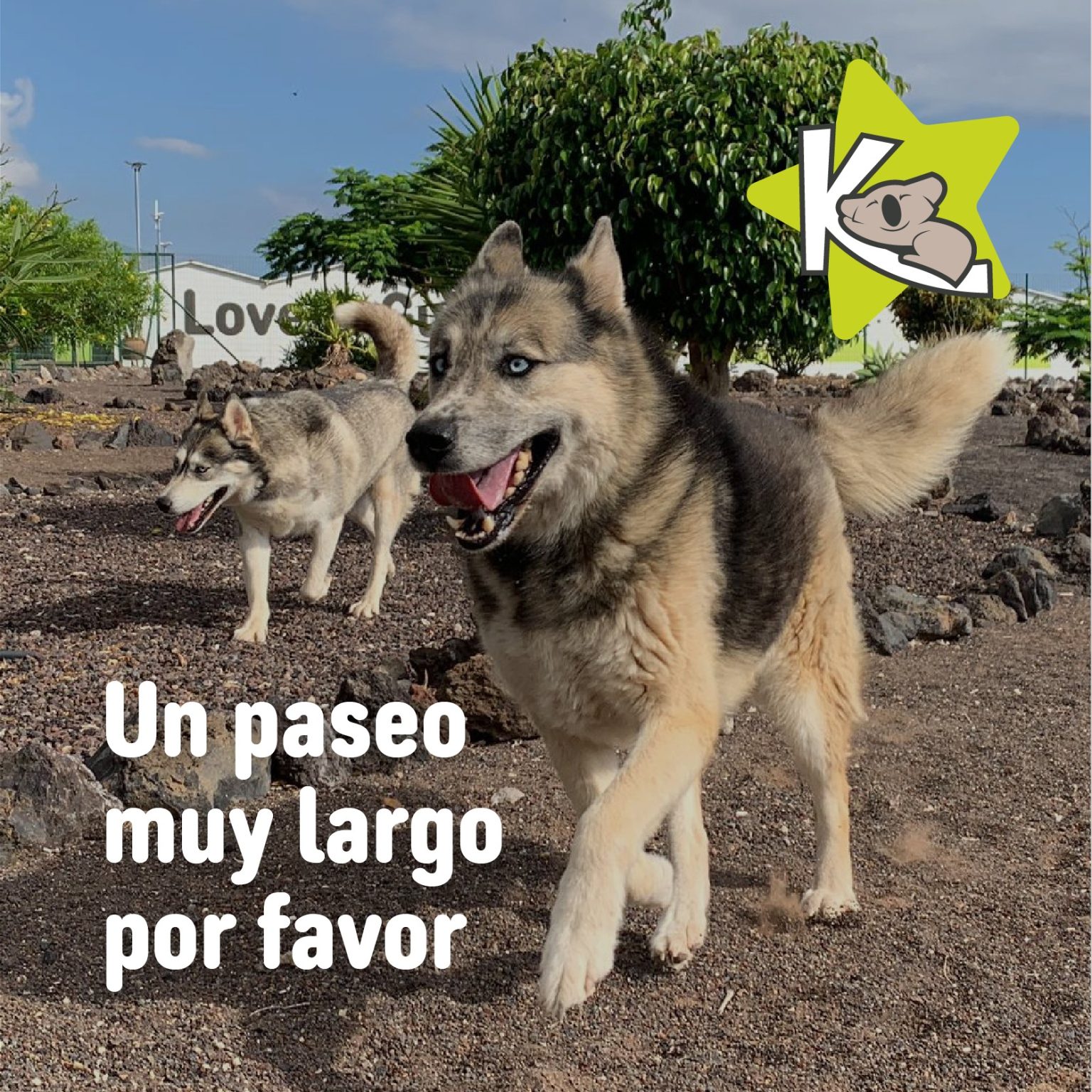 La importancia de pasear al perro | Koala Pets Home